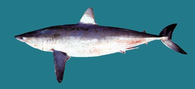 中文名 灰鯖鮫 學名 Isurus oxyrinchus 台灣俗名 馬加鯊煙仔沙 大陸名 尖吻鯖鯊