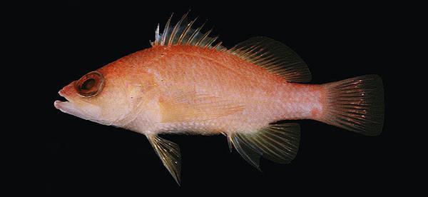 中文種名 紅椒棘花鱸 學名 Plectranthias winniensis 台灣俗名 花鱸 大陸名 紅椒棘花鱸