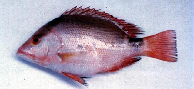 中文名 赤鰭笛鯛 學名 Lutjanus erythropterus 台灣俗名 紅雞仔赤海雞 大陸名 紅鰭笛鯛