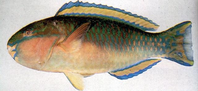 中文種名 日本鸚哥魚 學名 Chlorurus japanensis 台灣俗名 鸚哥青衫 雄 菜仔魚 雌 大陸名 日本綠鸚嘴魚