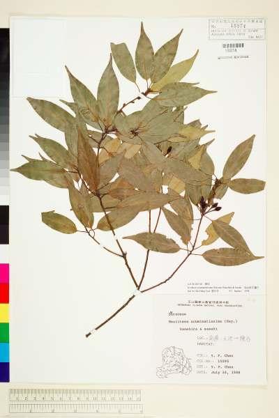中文種名 高山新木薑子 學名 Neolitsea acuminatissima Hayata Kanehira Sasaki
