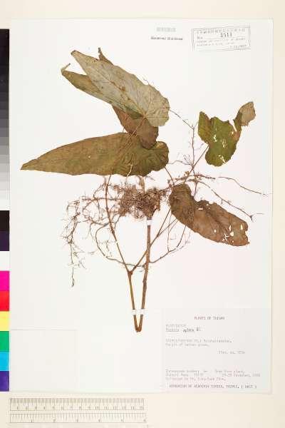 中文種名 圓果秋海棠 學名 Begonia aptera Blume