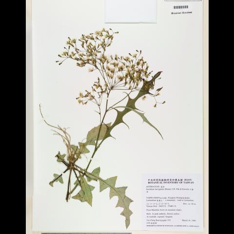 中文種名 刀傷草 學名 Ixeridium laevigatum Blume J H Pak Kawano