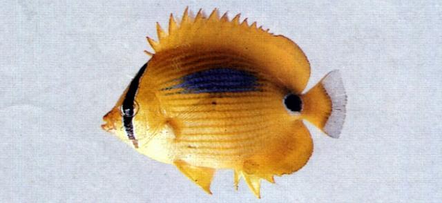 chaetodon plebeius