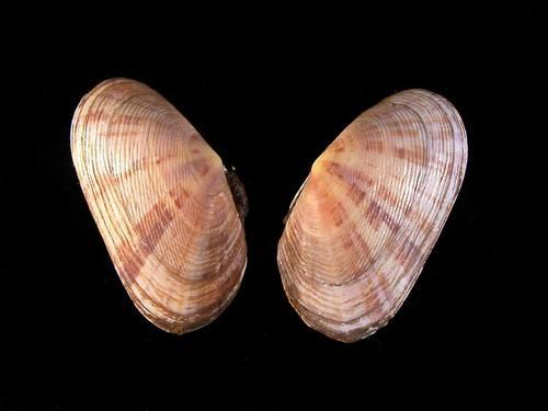 中文名(學名):斑紋紫雲蛤( Gari maculosa )