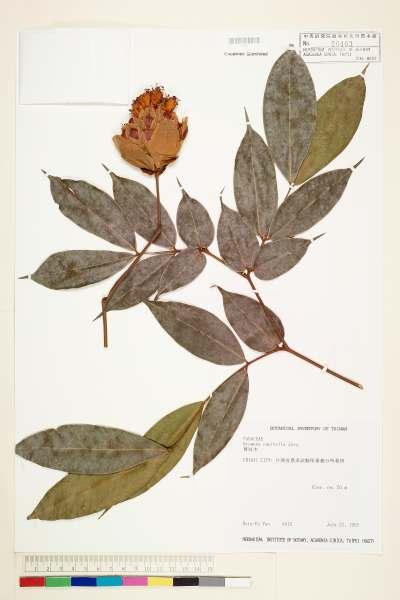 中文種名:寶冠木 學名:Brownea capitella Jacq.